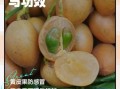 黄皮的功效与作用及禁忌_什么人不能吃黄皮