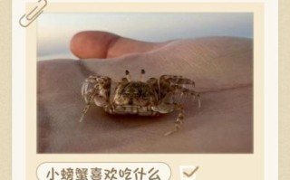 家养螃蟹吃什么食物好养活_新手养蟹喂什么