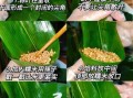 小粽子怎么包_粽子包法视频教程