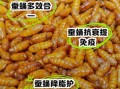 女人吃蚕蛹有啥好处_蚕蛹对女性的功效与作用