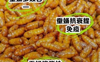 女人吃蚕蛹有啥好处_蚕蛹对女性的功效与作用