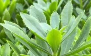 救心菜长什么样_救心菜图片怎么识别