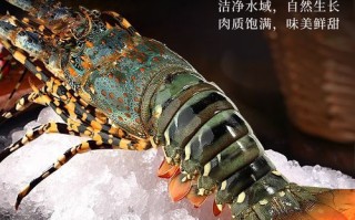 小青龙是什么龙虾_小青龙和波士顿龙虾区别