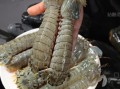 濑尿虾是什么意思_濑尿虾和皮皮虾区别