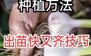 种大蒜方法步骤_大蒜种植视频教程