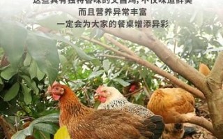 海南文昌鸡养殖基地在哪里_正宗文昌鸡怎么挑选