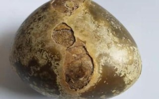 羊宝是什么样子的_羊宝图片真实长啥样