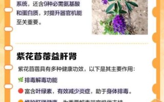 紫花苜蓿粉的功效与作用_长期吃有什么副作用