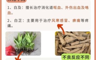 白及与白芨区别_白及白芨是同一种药吗