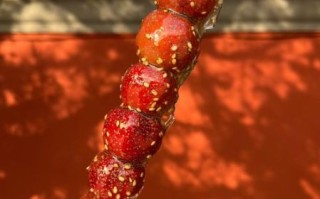 冰糖葫芦怎么拍好看_冰糖葫芦图片高清