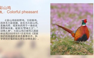 七彩山鸡图片_如何辨别公母