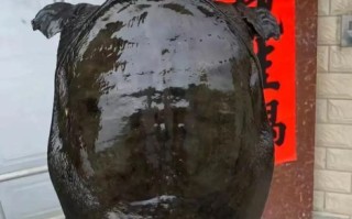 人工养殖甲鱼多少钱一斤_甲鱼价格行情