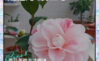 茶花怎么养_茶花养殖注意事项