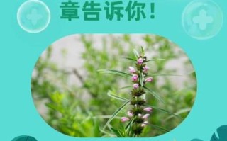 月经期喝益母草的危害_经期喝益母草有什么副作用