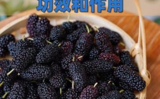 桑椹酒的功效与作用_桑椹酒怎么喝才养生