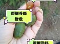 香榧子对血管有什么好处_怎么吃才能护血管