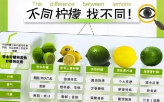 柠檬茶的做法_柠檬茶的功效与禁忌