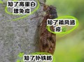 女人吃知了有什么好处_知了营养价值高吗