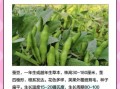 蚕豆长什么样子_蚕豆外观特征图解