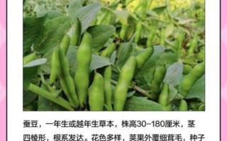 蚕豆长什么样子_蚕豆外观特征图解 蚕豆长什么样子_蚕豆外观特征图解