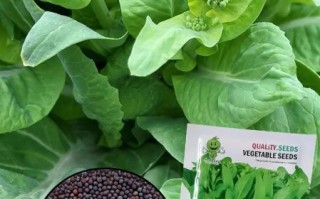 菜苔种子哪个品种好_菜苔种子推荐