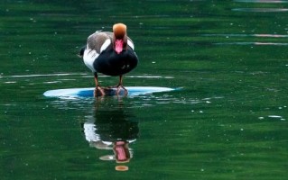 红嘴鸭图片大全_红嘴鸭长什么样