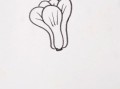 青菜简笔画怎么画_青菜简笔画步骤