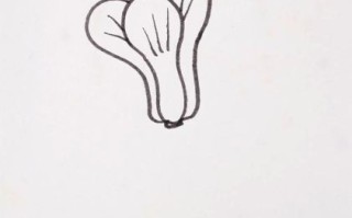 青菜简笔画怎么画_青菜简笔画步骤
