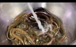 盘龙黄鳝怎么做好吃_盘龙黄鳝做法步骤