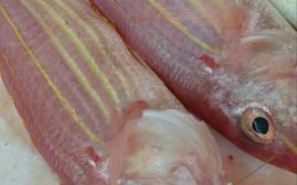 红杉鱼多少钱一斤_红杉鱼价格为什么波动大