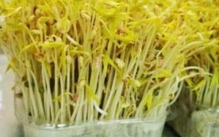 水养黄豆发芽全过程_需要几天