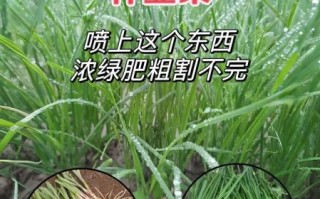 韭菜怎么种才能长得粗_韭菜种植管理技术