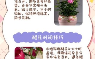玫瑰怎么养_玫瑰多久浇一次水 玫瑰怎么养_玫瑰多久浇一次水