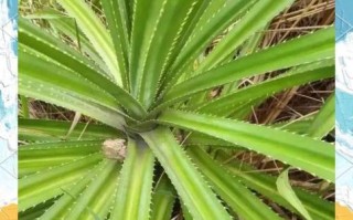 包粽子用什么叶子代替粽叶_粽叶替代品有哪些