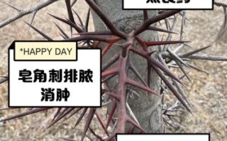 皂角刺的功效与作用_皂角刺的用量是多少