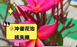 鸡蛋花有什么功效_鸡蛋花泡水喝的禁忌