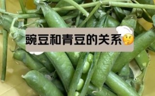青豆和豌豆的区别_青豆是不是豌豆