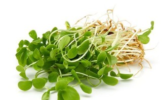 香椿苗菜多少钱一斤_香椿苗菜价格行情