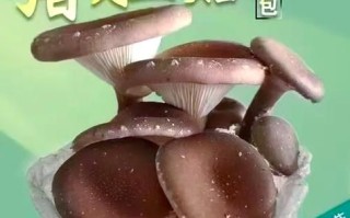 猪肚菌怎么做好吃_猪肚菌最佳吃法