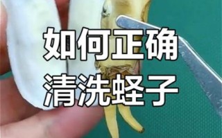 蛏子怎么清洗_蛏子最简单的做法