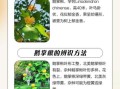 鹅掌楸根的功效与作用_鹅掌楸根怎么使用