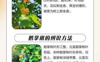 鹅掌楸根的功效与作用_鹅掌楸根怎么使用
