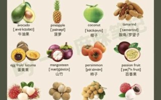 哈密瓜英文单词怎么拼写_哈密瓜英文怎么说