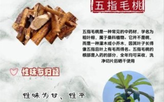 五指毛桃的功效与作用_五指毛桃的禁忌有哪些