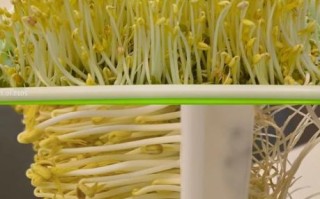 自制绿豆芽怎么发最快_自制绿豆芽要避光吗