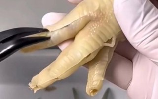 鸡爪怎么去骨比较快_鸡爪去骨最快方法