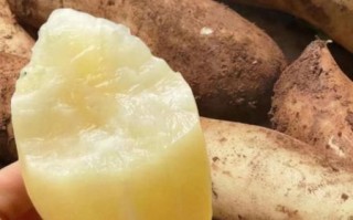 雪莲果什么时候成熟_雪莲果几月份采摘