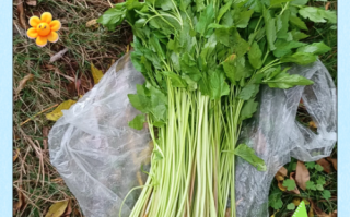 野生水芹菜怎么做好吃_野生水芹菜去苦味窍门