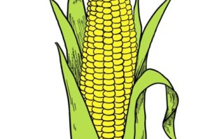 玉米图片大全大图_简笔画怎么画