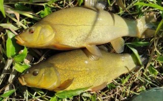 丁桂鱼多少钱一斤_丁桂鱼价格行情